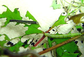 Fall cankerworms: Another shade tree pest makes an appearance this spring - MSU Extension